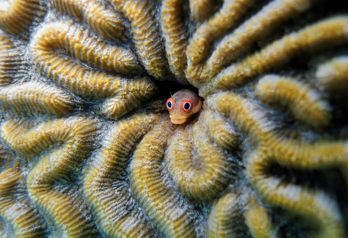 The Wonderfully Wacky World Of Fishes - Scuba Diving News, Gear ...