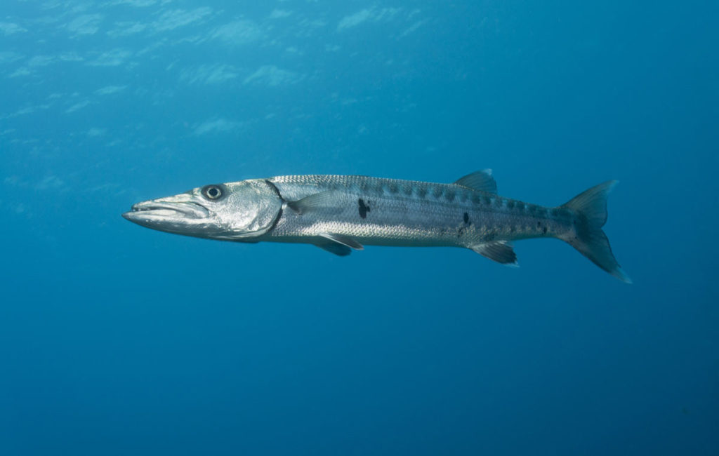 Barracudas: Monsters Of Sea Lore, But Not In Real Life - Dive Training ...