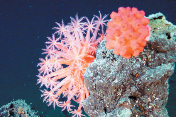 Reefs In The Deepfreeze: Understanding Cold Water Corals - Dive ...