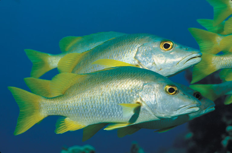 Underwater Propulsion: A Tale Of Tails - Dive Training Magazine | Scuba ...