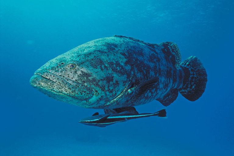 Underwater Propulsion: A Tale Of Tails - Dive Training Magazine | Scuba ...