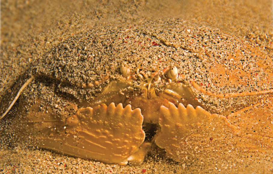 Living in the Middle of Nowhere: Creatures of the Sand and Rubble ...