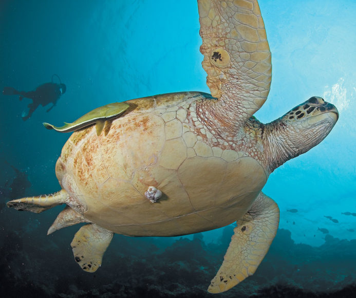 An Interesting Dive Buddy: The Green Sea Turtle | Scuba Diving News ...