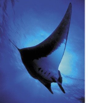 Off the Wall: The Thrill of Wall Diving | Scuba Diving News, Gear ...