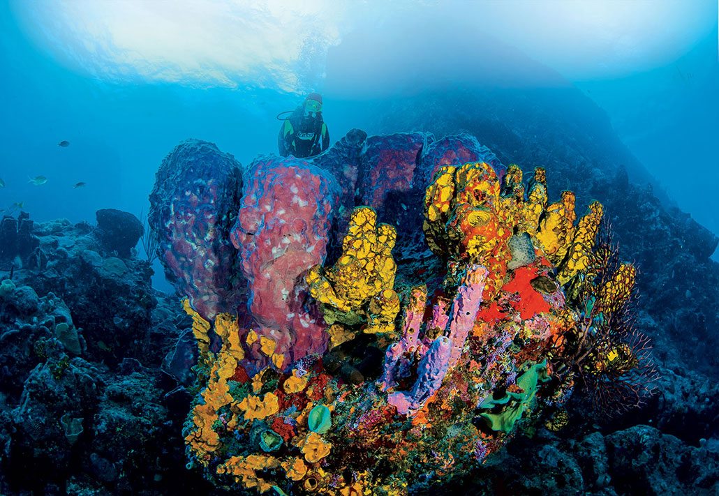 Scuba Diving Saba Island