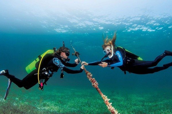 Marine Habitats, Part III: Life in a Coral Reef Community | Scuba ...