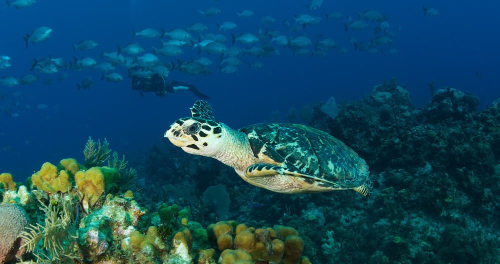 PHOTOS: Cayman Aggressor IV - Scuba Diving News, Gear, Education | Dive ...