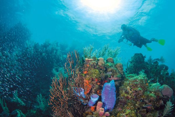 Exploring The Honduran Island Of Guanaja - Dive Training Magazine