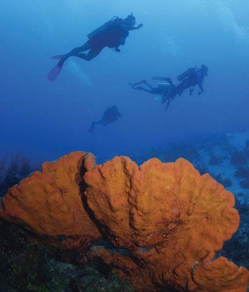 STUART COVE’S DIVE BAHAMAS - Dive Training Magazine | Scuba Diving ...
