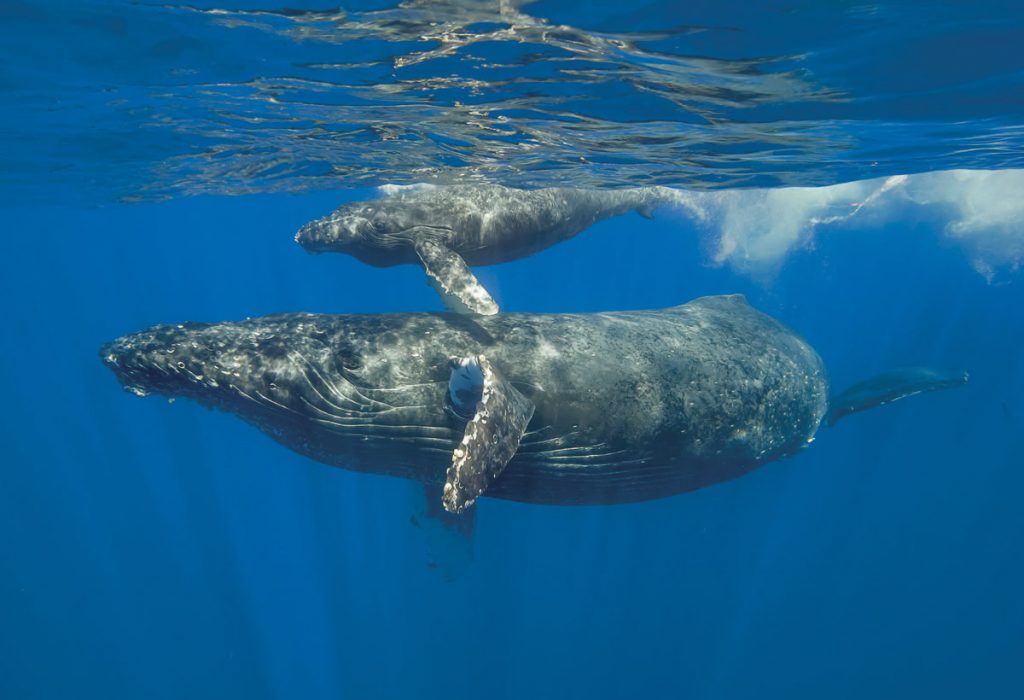 Cetaceans: All About Whales, Dolphins And Porpoises - Dive Training ...
