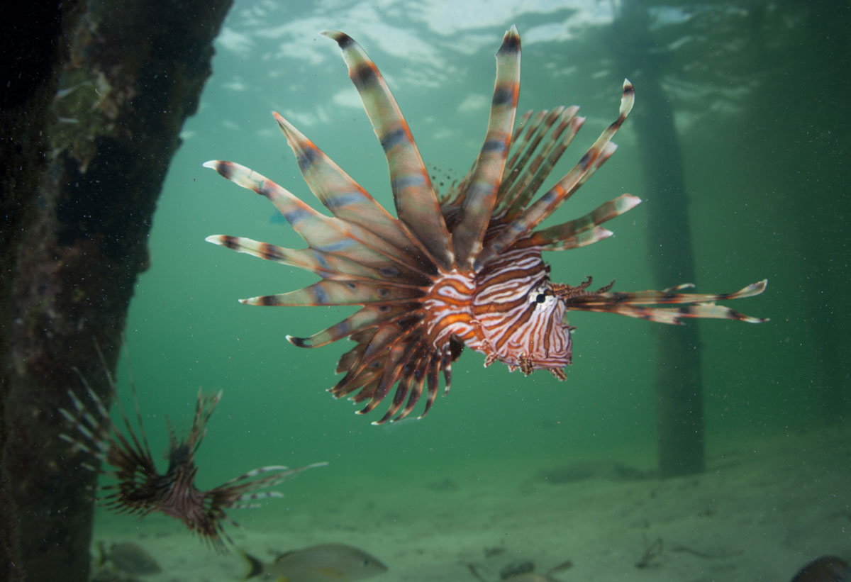 Update On Controlling Invasive Lionfish In The Caribbean - Dive ...