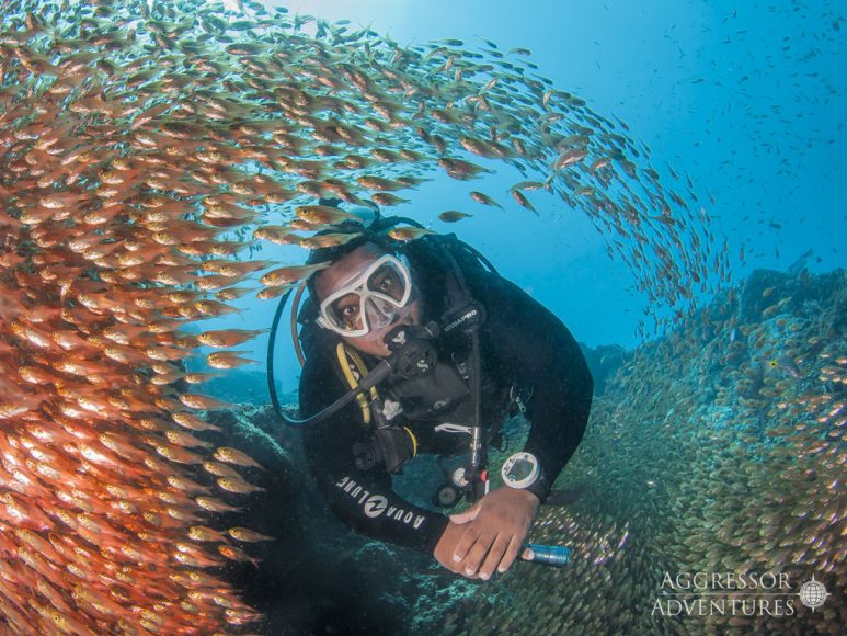OMAN AGGRESSOR, OMAN AND THE ARABIAN SEA | Scuba Diving News, Gear ...