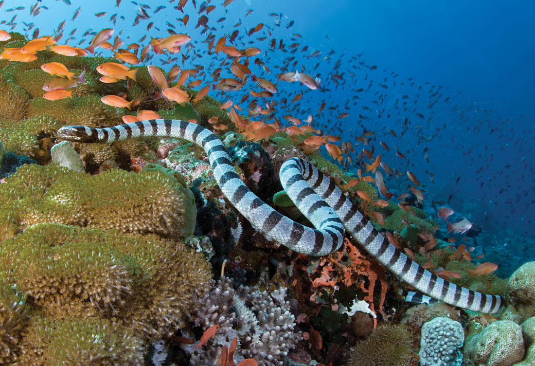 The Thin Line - Dive Training Magazine | Scuba Diving Skills, Gear ...