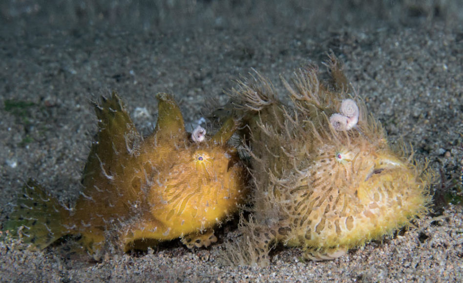 Unforgettable Fishes: Frogfish And Mandarinfish | Dive Training Magazine
