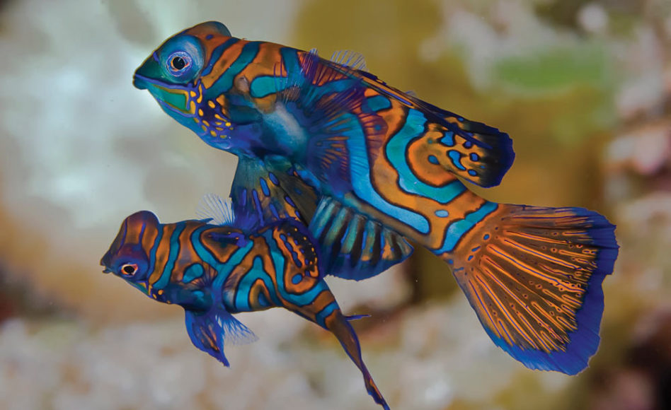 Unforgettable Fishes: Frogfish And Mandarinfish | Dive Training Magazine