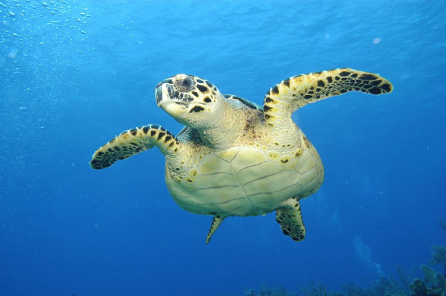 ANTHONY’S KEY RESORT, ROATAN | Dive Training Magazine