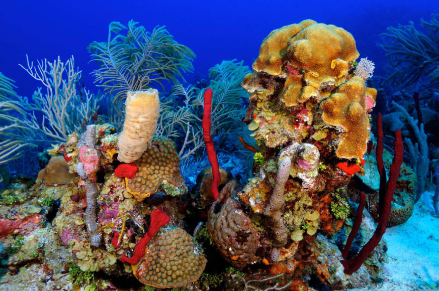 ANTHONY’S KEY RESORT, ROATAN | Dive Training Magazine