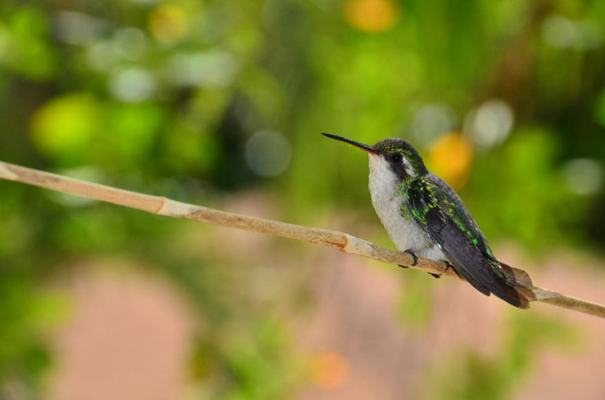 ANTHONY’S KEY RESORT, ROATAN | Dive Training Magazine