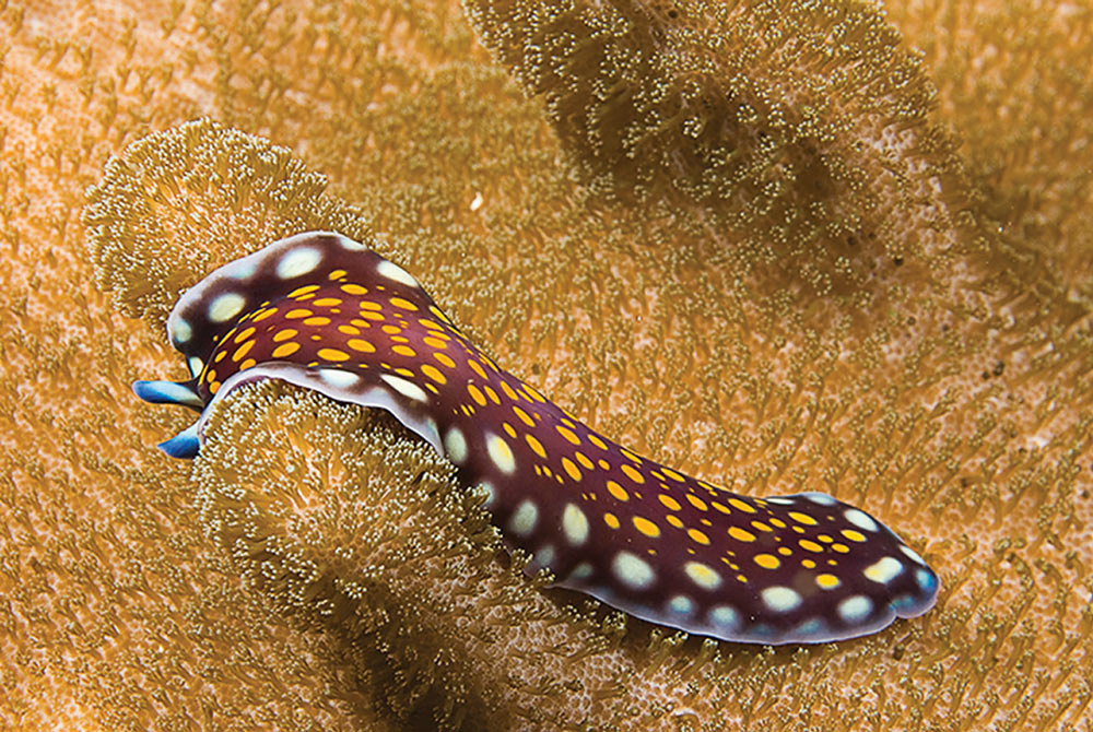 EEEeeeeeeeeeeGhads Worms And Moss Animals Scuba Diving News Gear