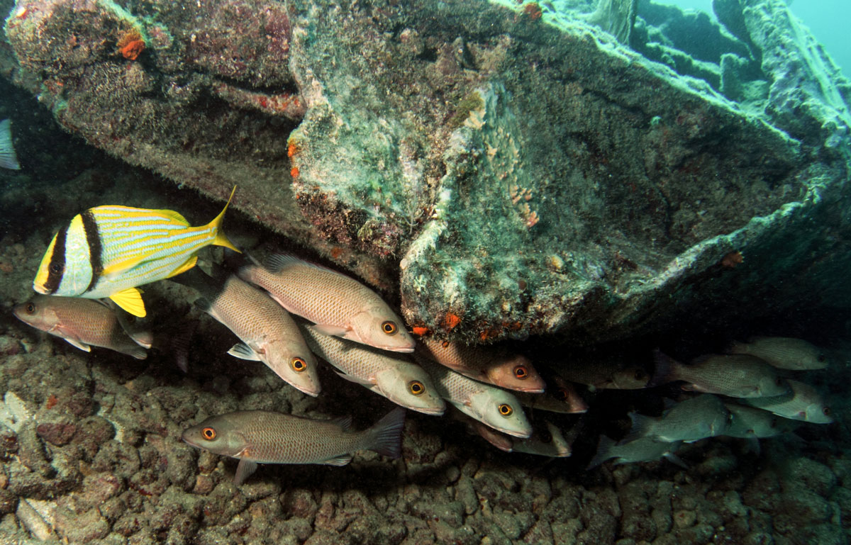 SS City Of Washington | Scuba Diving Destination | Dive Training Magazine