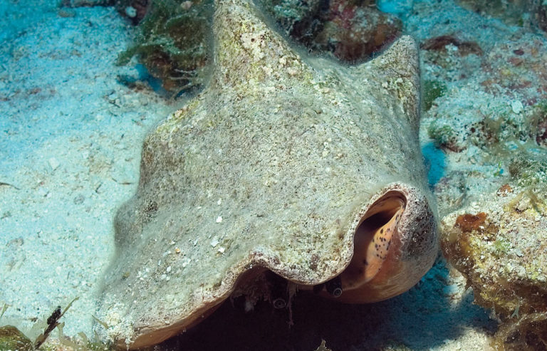 THE QUEEN CONCH: Will Her Reign Continue? | Scuba Diving News, Gear ...