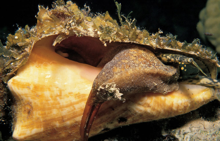 THE QUEEN CONCH: Will Her Reign Continue? | Scuba Diving News, Gear ...
