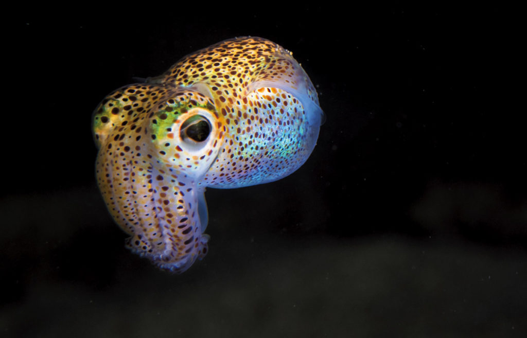 The Glow Below: Bioluminescence in the Sea | Dive Training Magazine