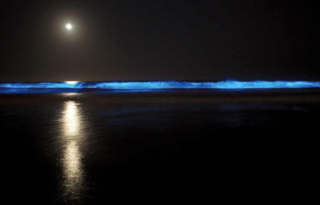 The Glow Below: Bioluminescence in the Sea | Dive Training Magazine